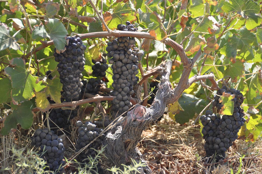 The BEST 10 Things to Do in Mykonos | Destination Couple Travel Guide